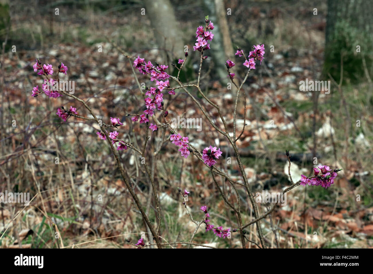 Daphne mezereum, Mezereon Stock Photo - Alamy