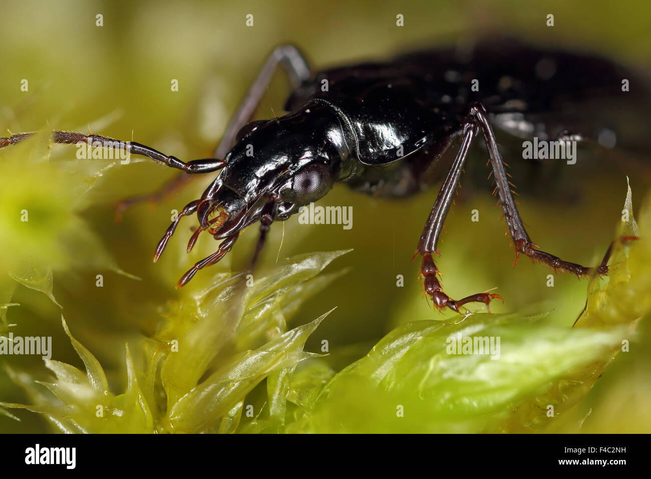 Assimilis hi-res stock photography and images - Alamy