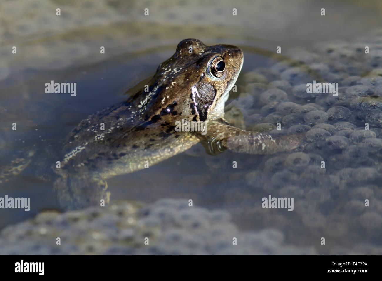 Common Toad (bufo bufo) spawning Stock Photo - Alamy