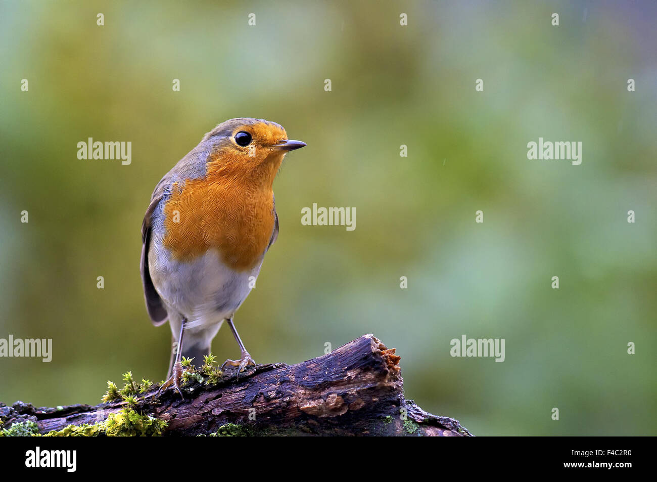 Eurasian robin hi-res stock photography and images - Alamy