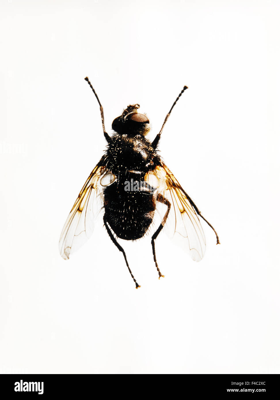 A Fly on a White Background Stock Photo - Alamy