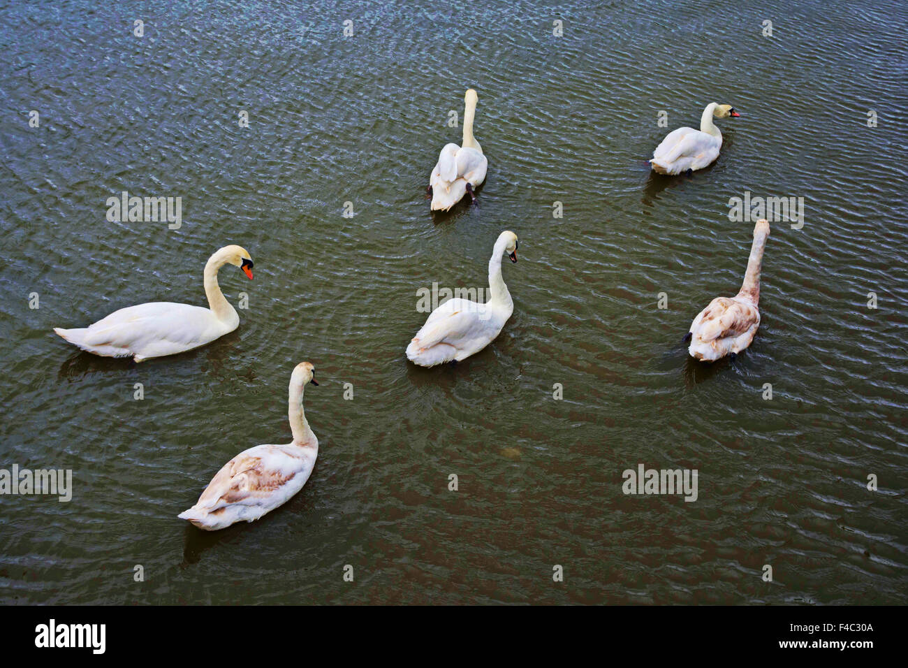 The Six Swans High Resolution Stock Photography and Images - Alamy