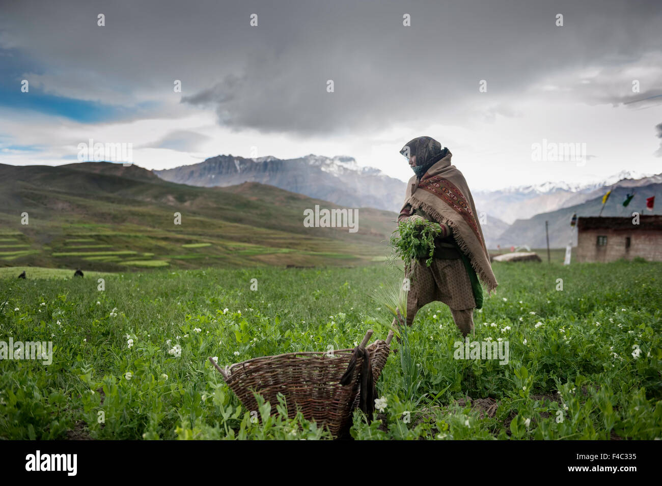 Indian women working in the fields hi-res stock photography and images ...