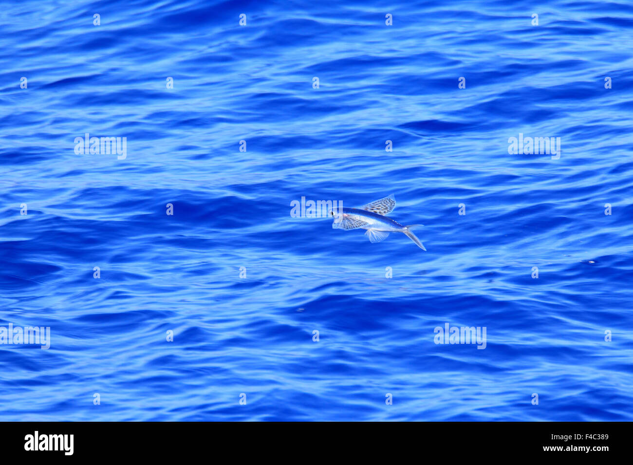 Flying fish in Ogasawara, Japan Stock Photo - Alamy
