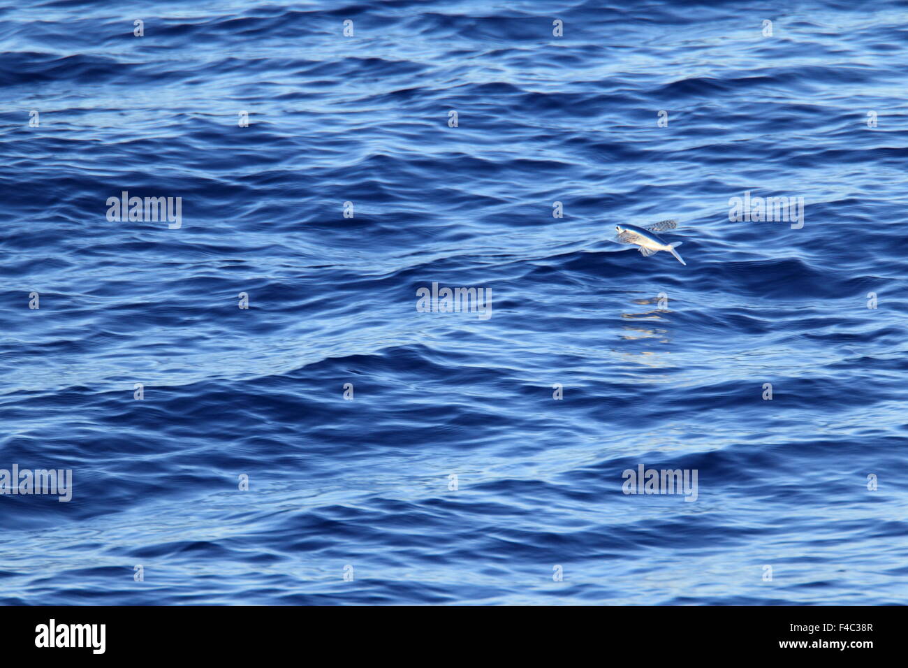 Flying fish in Ogasawara, Japan Stock Photo - Alamy