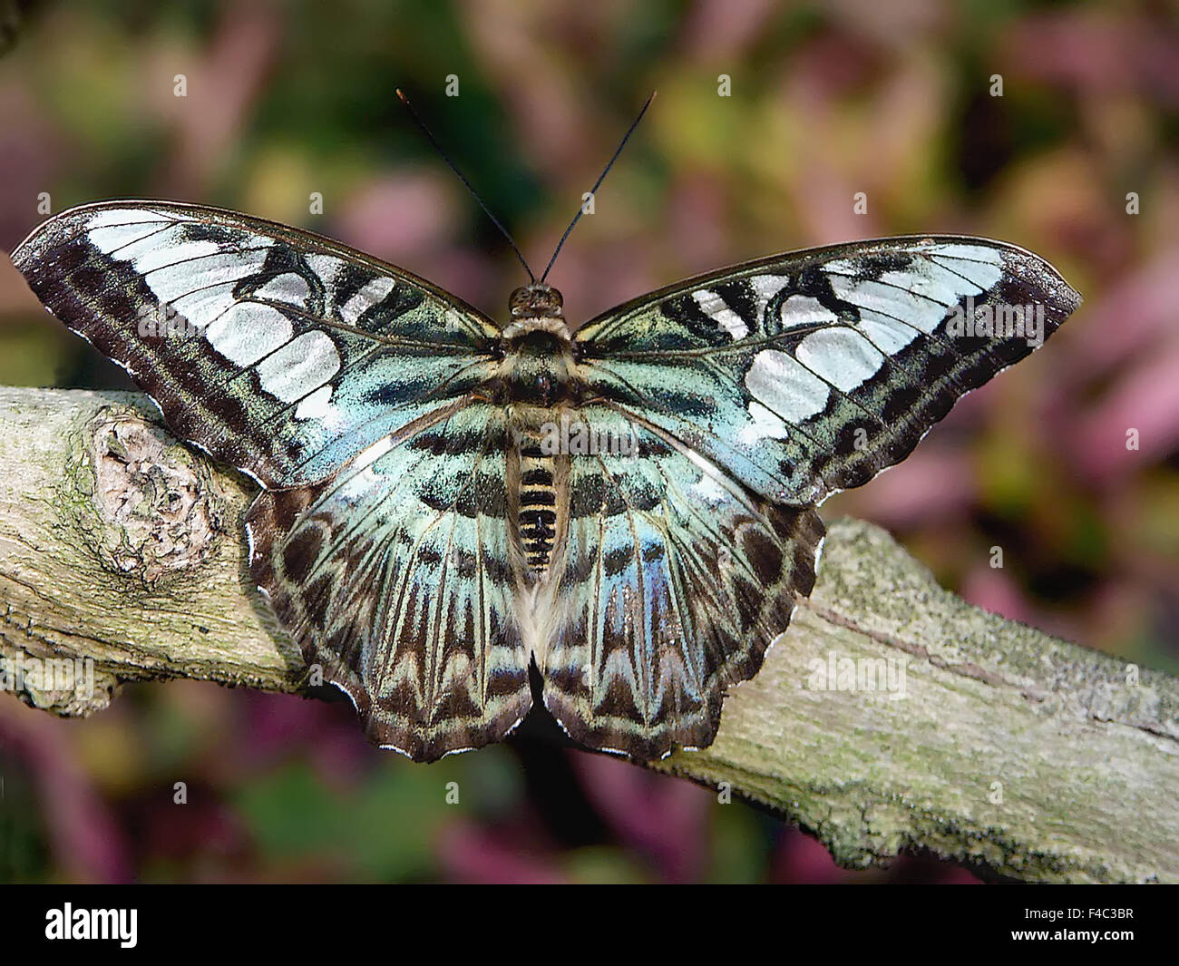 Parthenos Sylvia Butterfly Stock Photo - Alamy