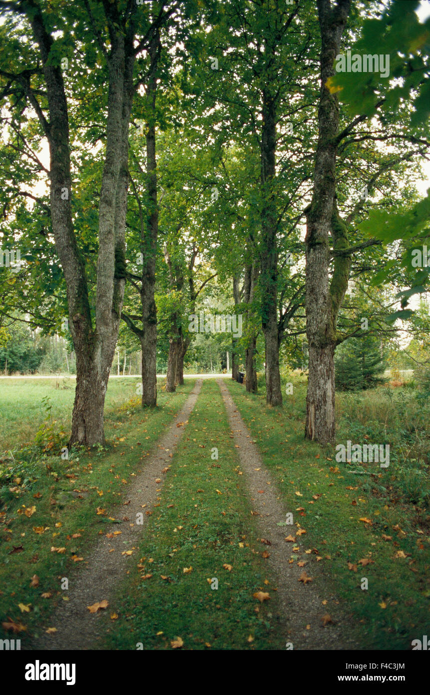 A Road Lined with Trees Stock Photo - Alamy
