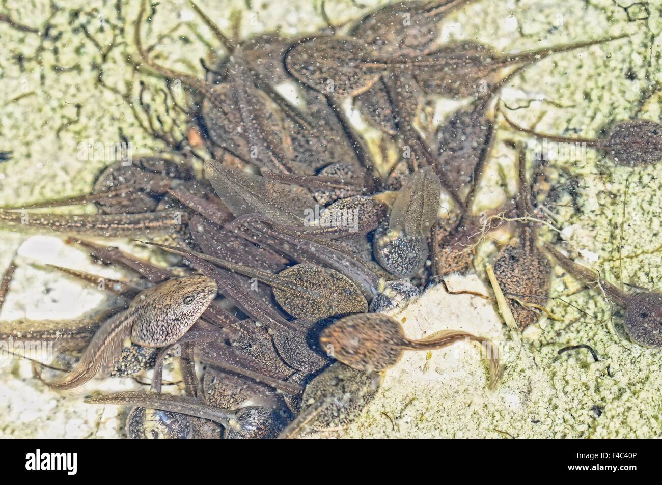 Tadpoles swimming underwater hi-res stock photography and images - Alamy