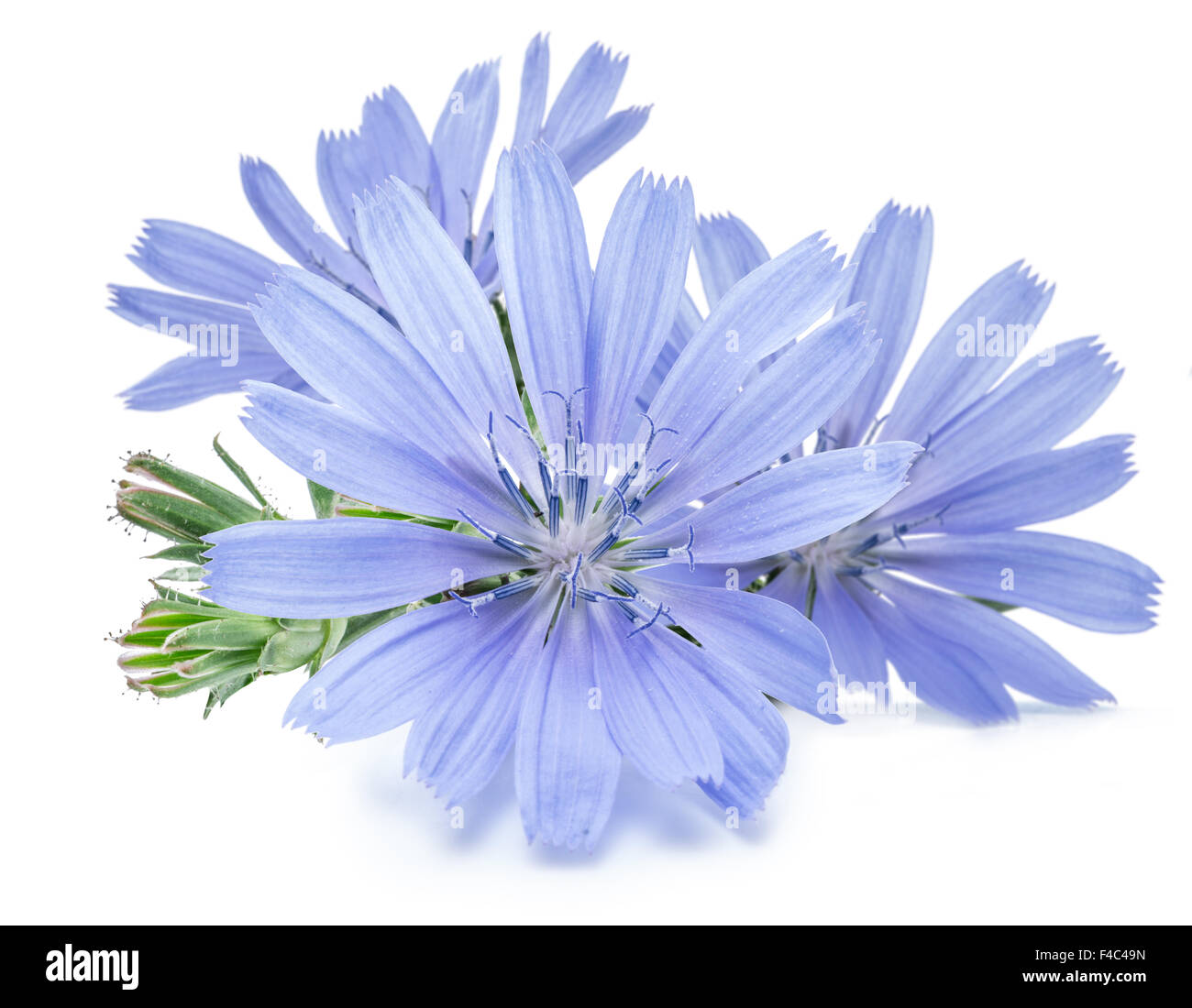Cichorium intybus - common chicory flowers isolated on the white background Stock Photo - Alamy