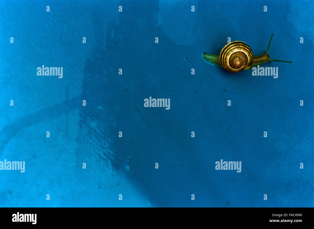 Blue snail hi-res stock photography and images - Alamy