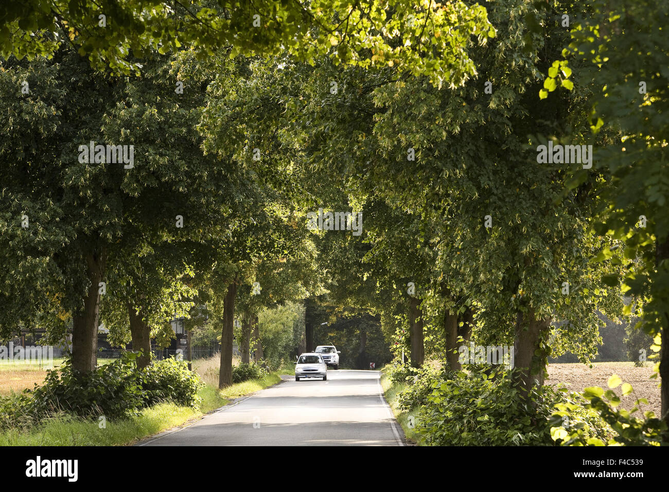 Avenue road hi-res stock photography and images - Alamy
