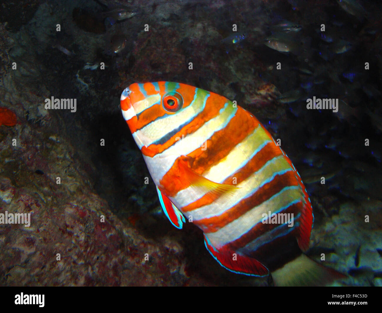 Parrot fish hi-res stock photography and images - Alamy