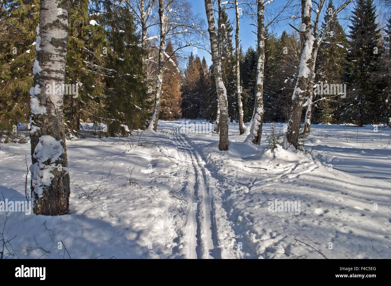 Birch trees in winter hi-res stock photography and images - Alamy