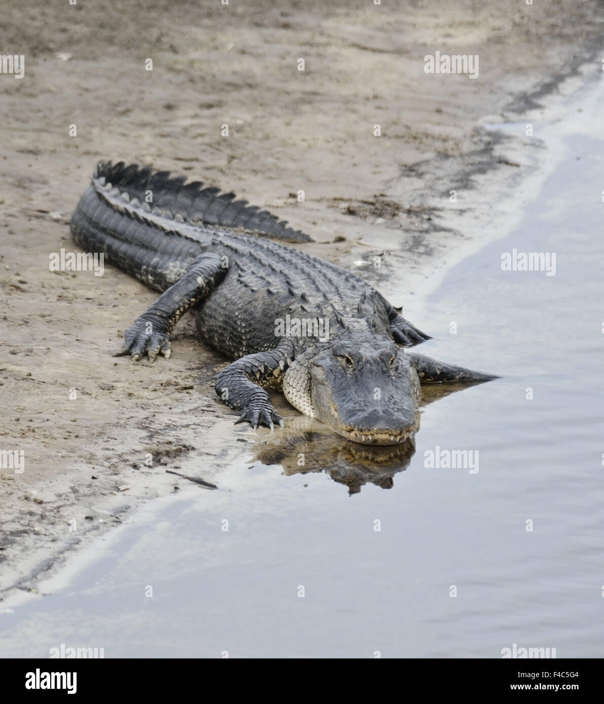 American alligator teeth hi-res stock photography and images - Alamy