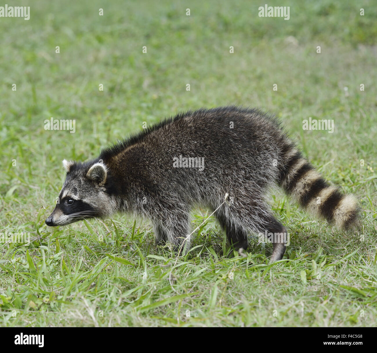 Closeup raccoon hi-res stock photography and images - Alamy