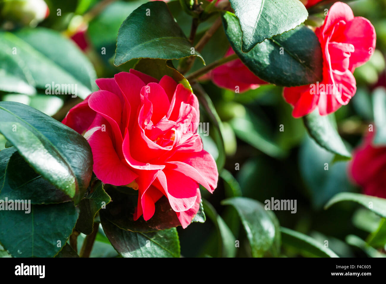 Red camellia flowers buds hi-res stock photography and images - Alamy