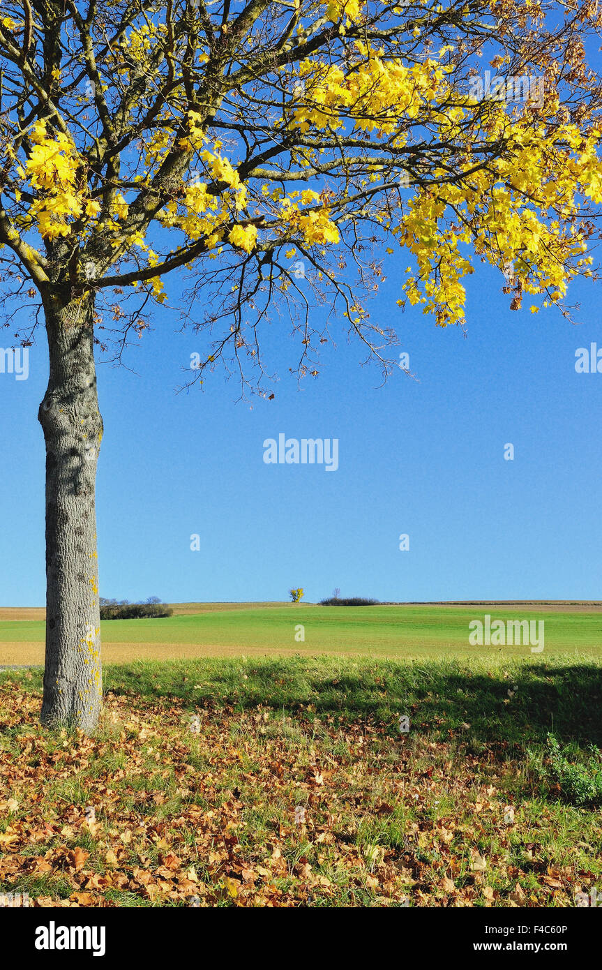 Golden maple tree hi-res stock photography and images - Alamy