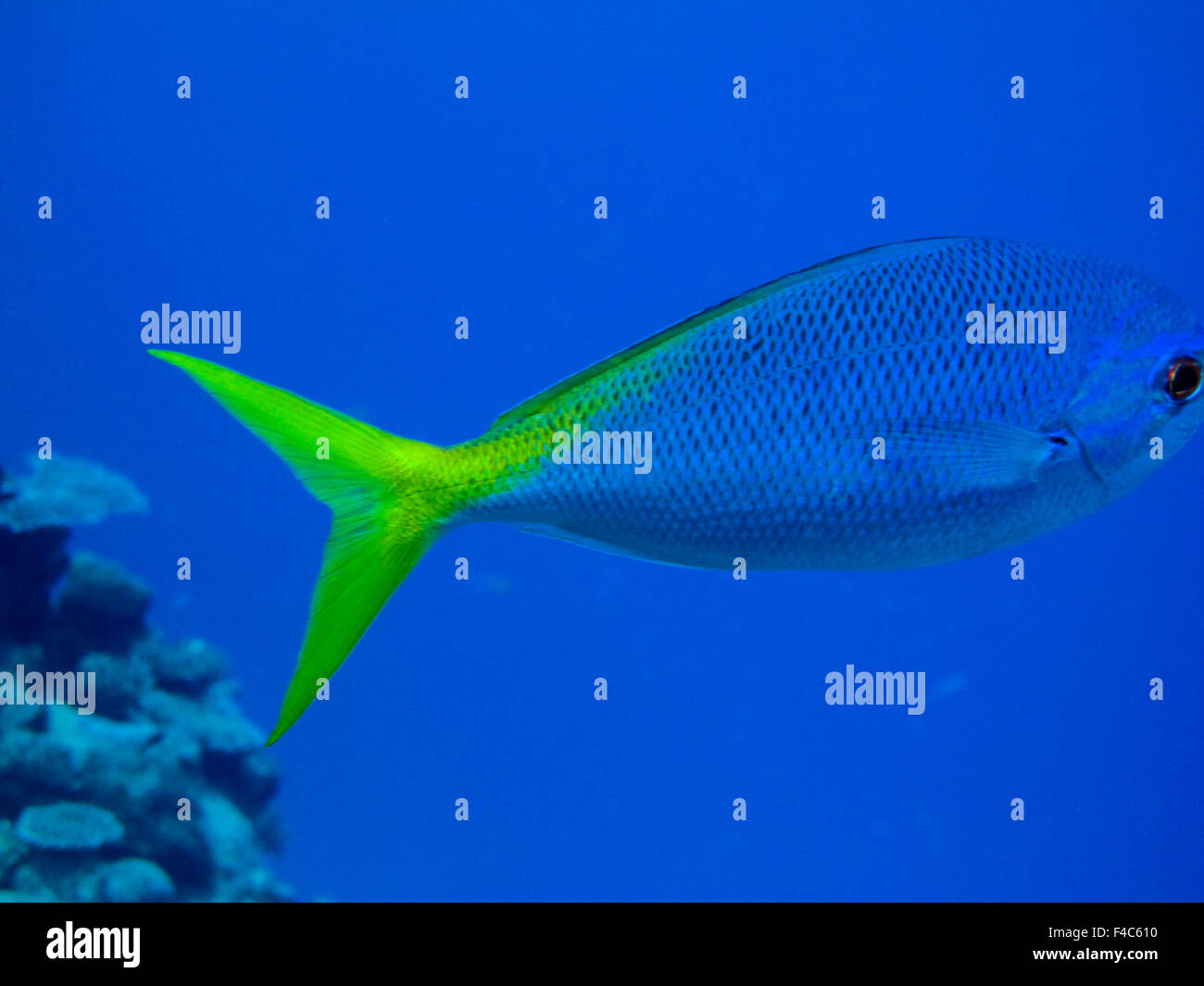 Yellowtail reef fish hi-res stock photography and images - Alamy