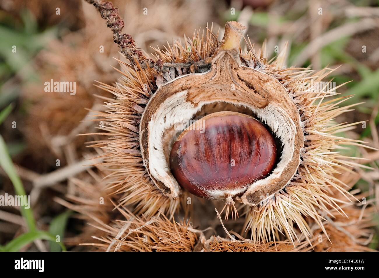 Chestnut in prickly shell hi-res stock photography and images - Alamy