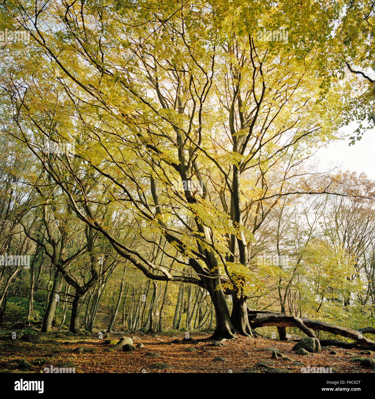 A Tree in a Forest Stock Photo - Alamy