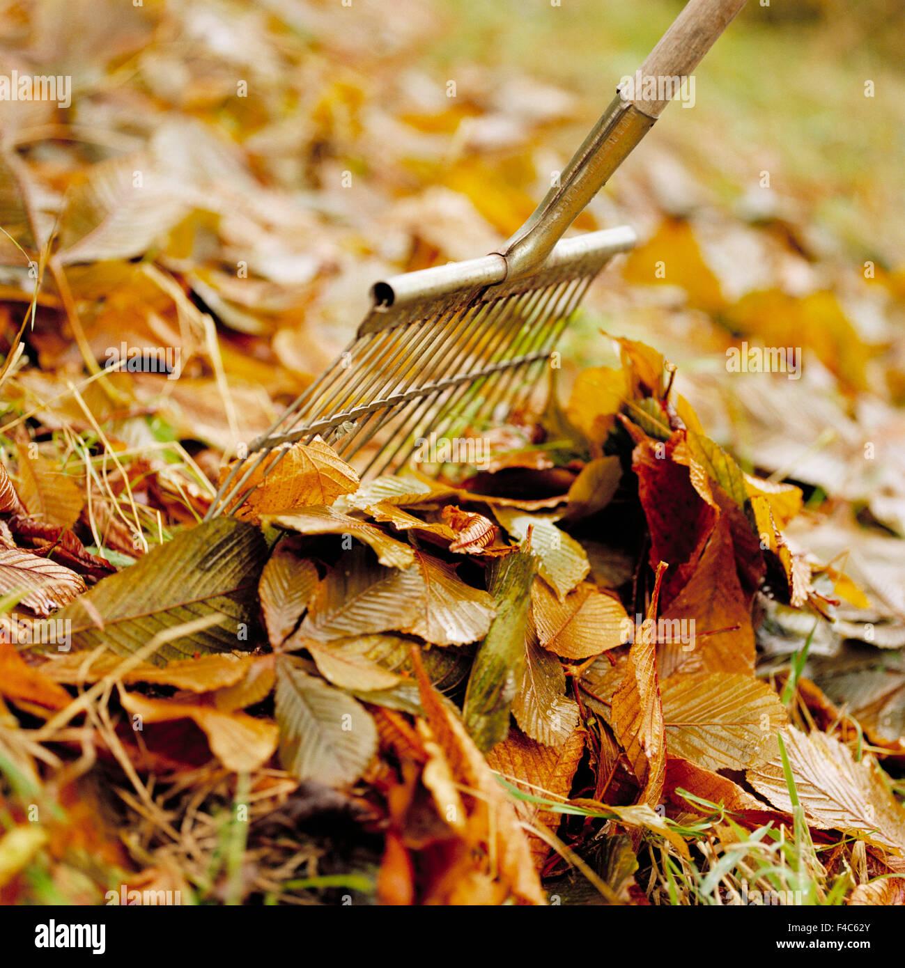 Autumn Leaves being Raked Stock Photo - Alamy