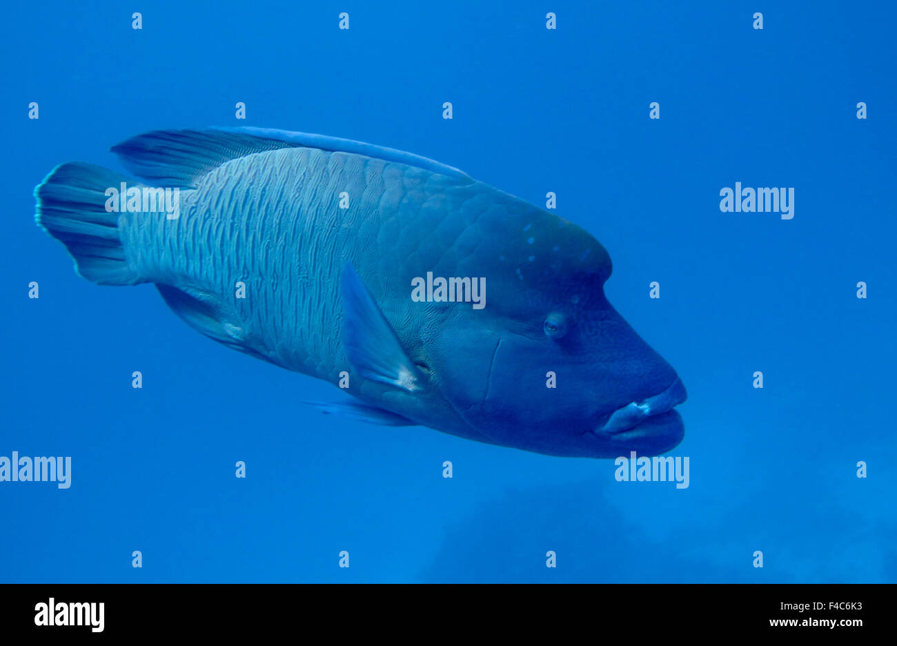 Blue wrasse hi-res stock photography and images - Alamy