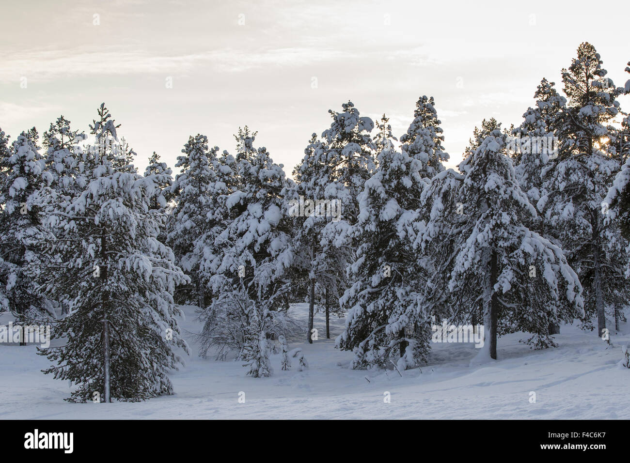 Snow covered trees in Finland, near Utsjoki Stock Photo - Alamy