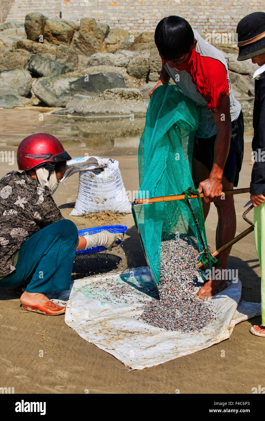 People collect shells for making souvenirs Stock Photo - Alamy