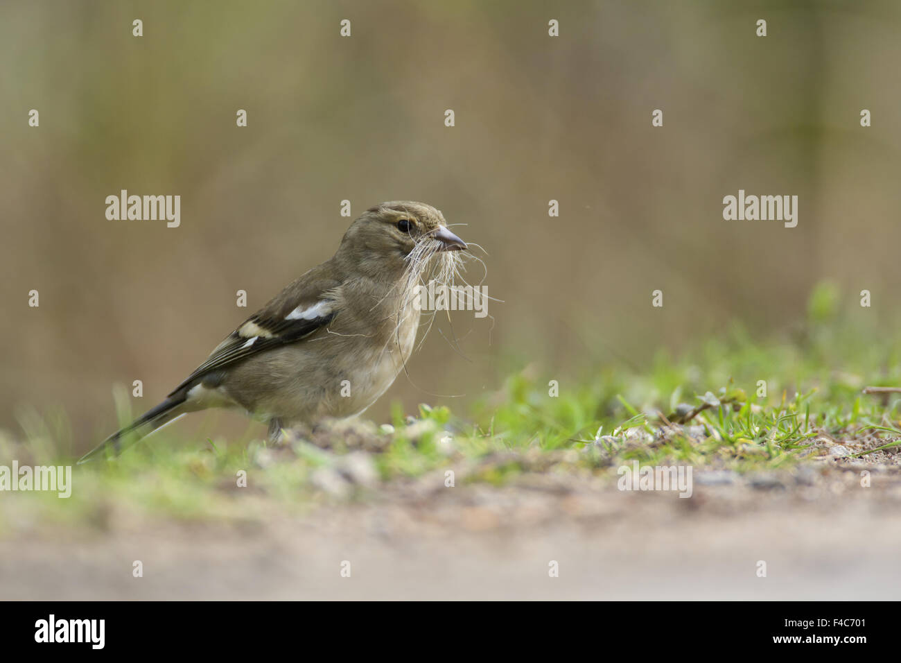 Female Common Chaffinch Stock Photo - Alamy
