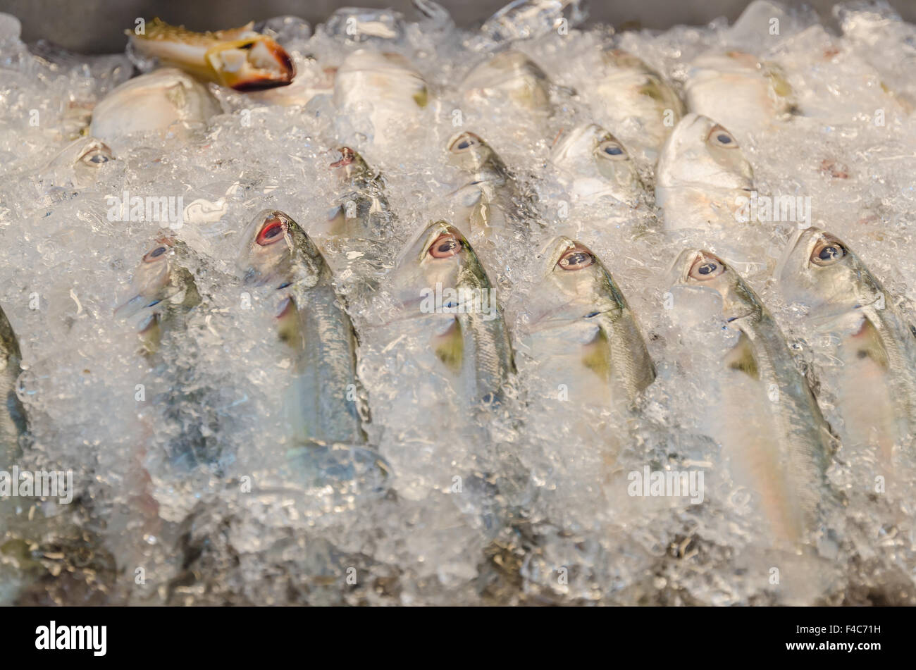 Lunch on ice hi-res stock photography and images - Alamy
