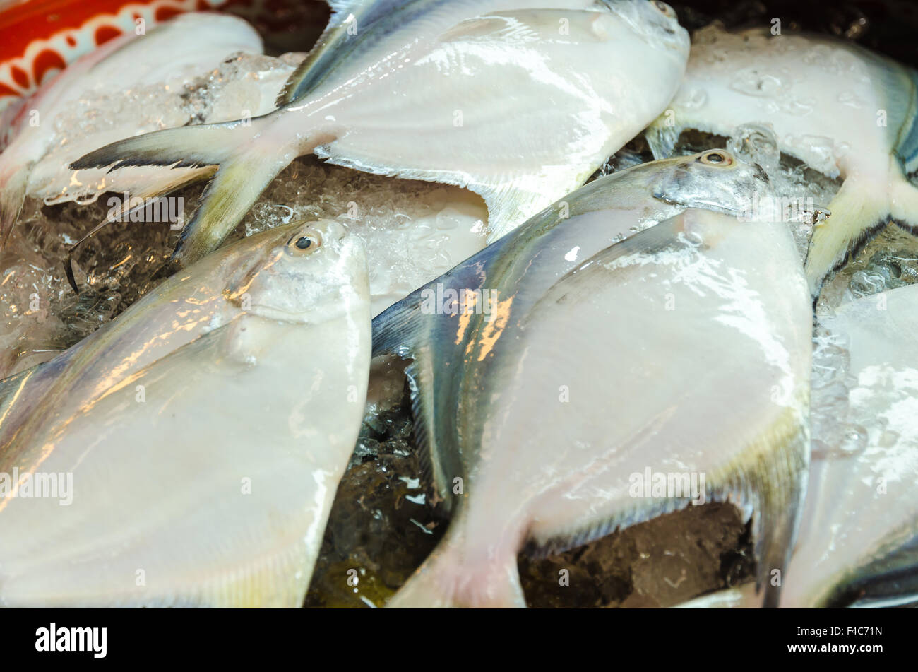 Silver pomfret hi-res stock photography and images - Alamy