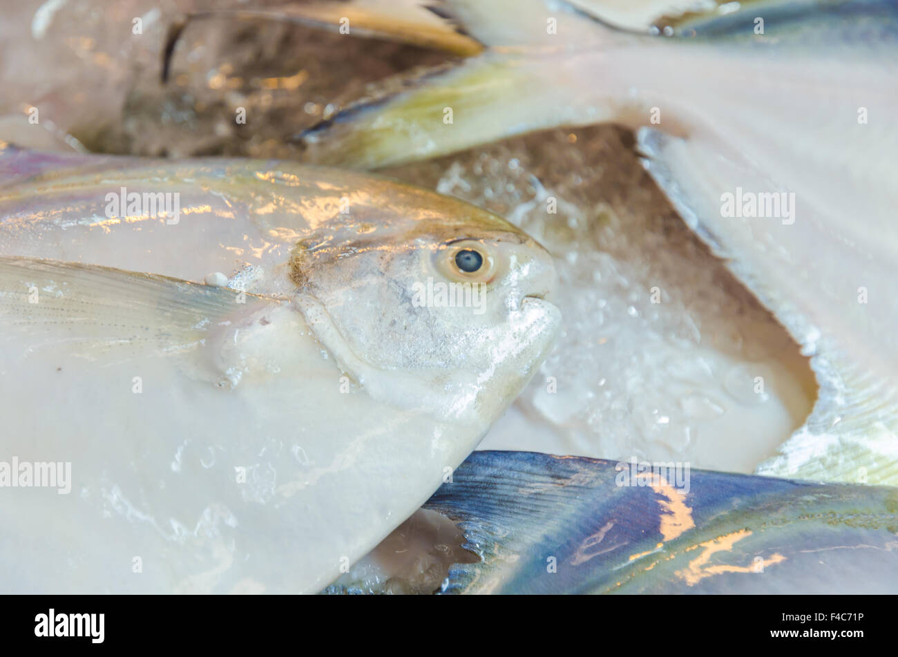 Silver Pomfret High Resolution Stock Photography and Images - Alamy