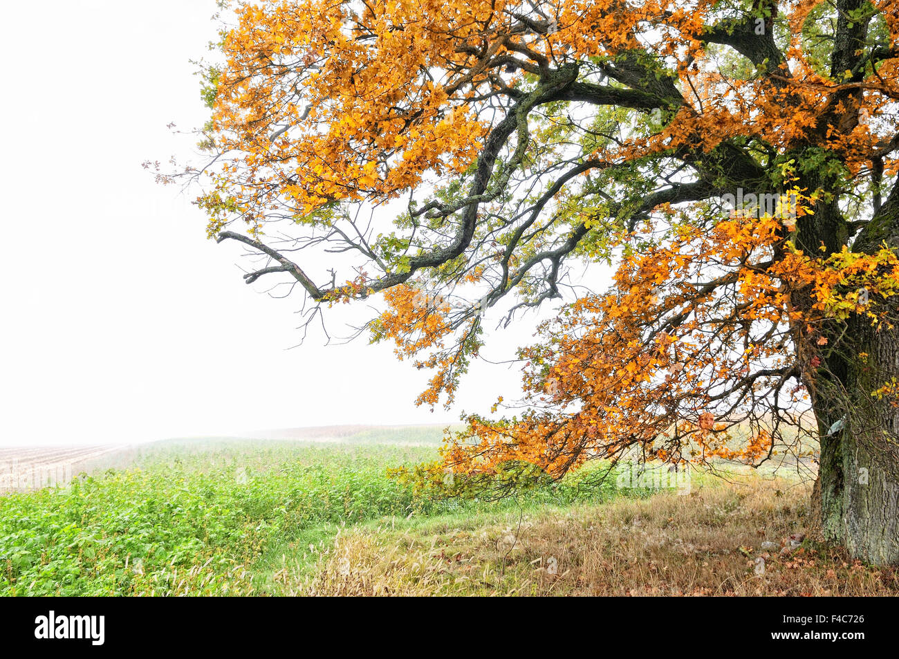 fall is here Stock Photo - Alamy