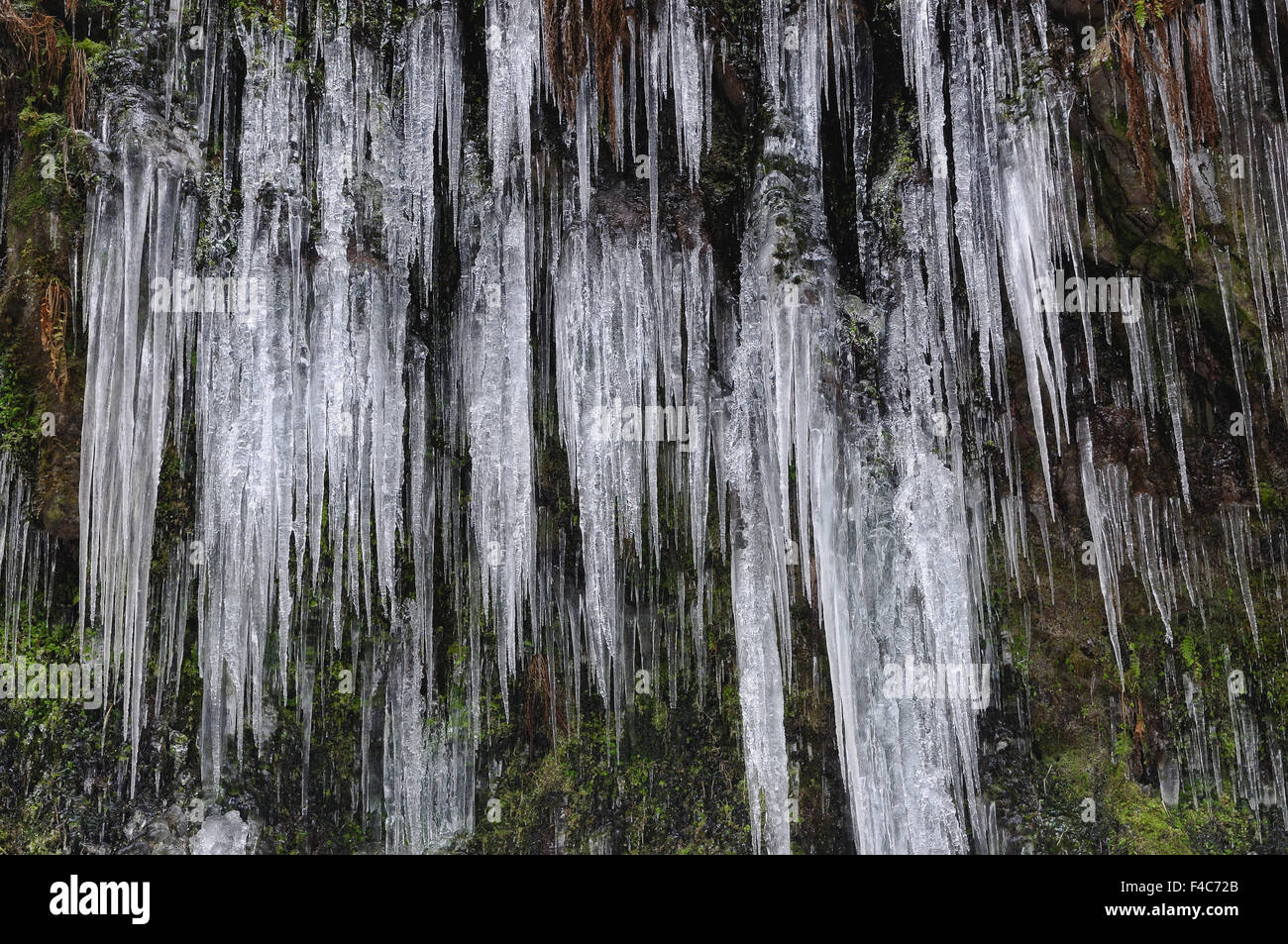 Icicle on rock moss hi-res stock photography and images - Alamy