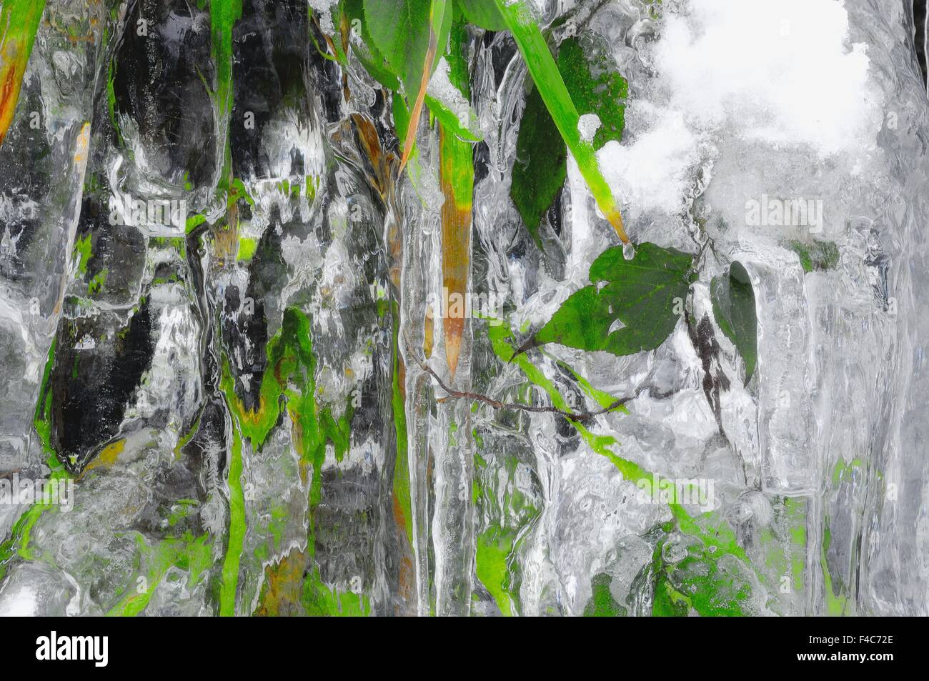 cold and frozen but alive Stock Photo - Alamy