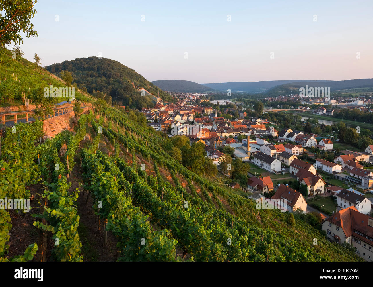 Vineyard on Schlossberg or Castle Hill, Klingenberg am Main Stock Photo ...