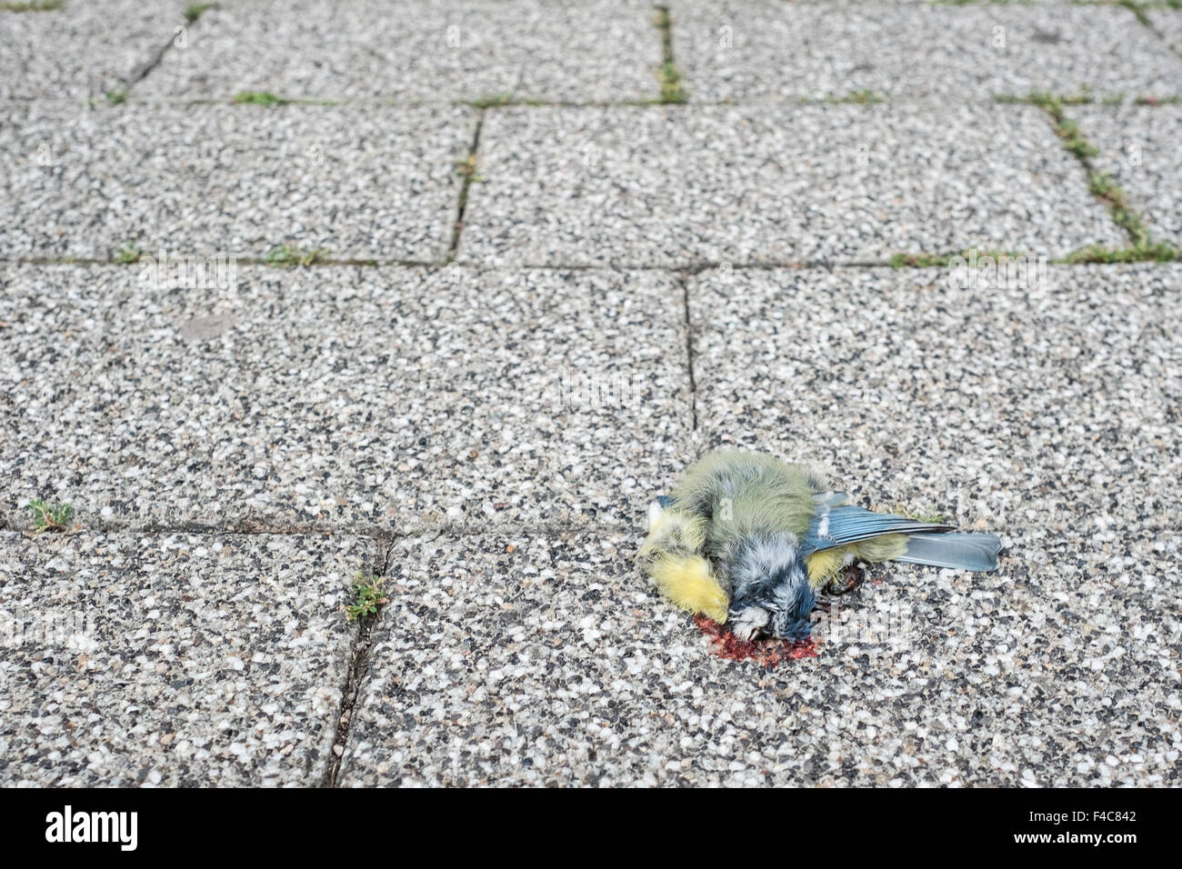 Dead bird tit with blood on a pavement Stock Photo - Alamy