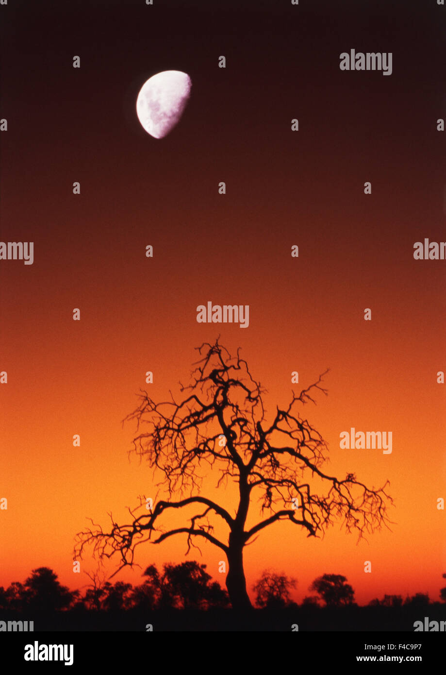 Botswana, Silhouette of Leadwood Tree (Combretum imberbe) (Large format ...