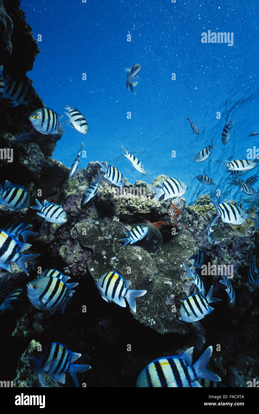 Red sea, Schooling of Sergeant majors fish (Abudefduf saxatilis) (Large ...