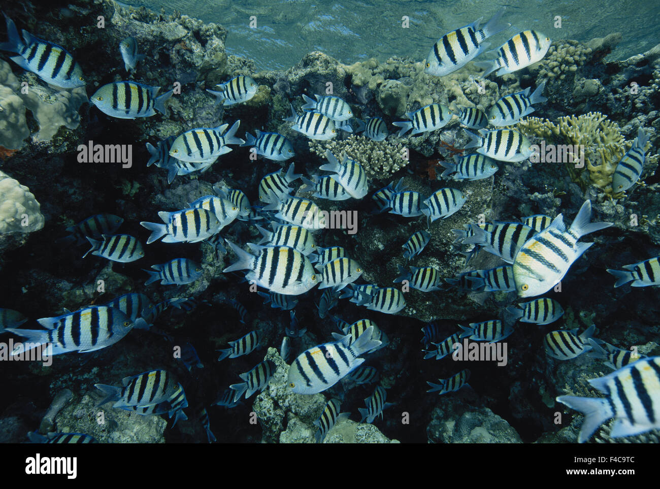 Red sea, Schooling of Sergeant Major fish (Large format sizes available ...