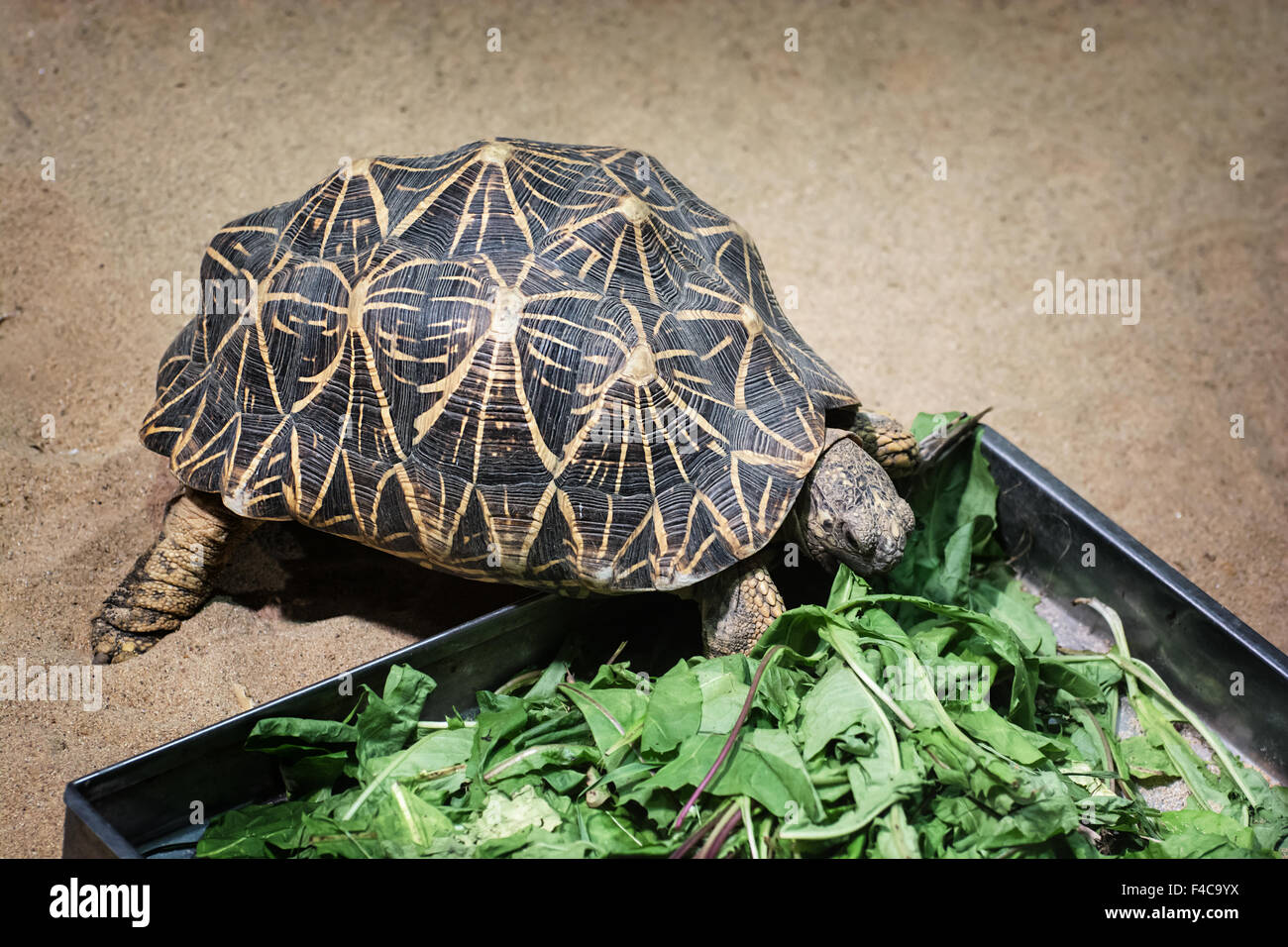 Radiated tortoise (Astrochelys radiata) feeding. Animal scene Stock ...
