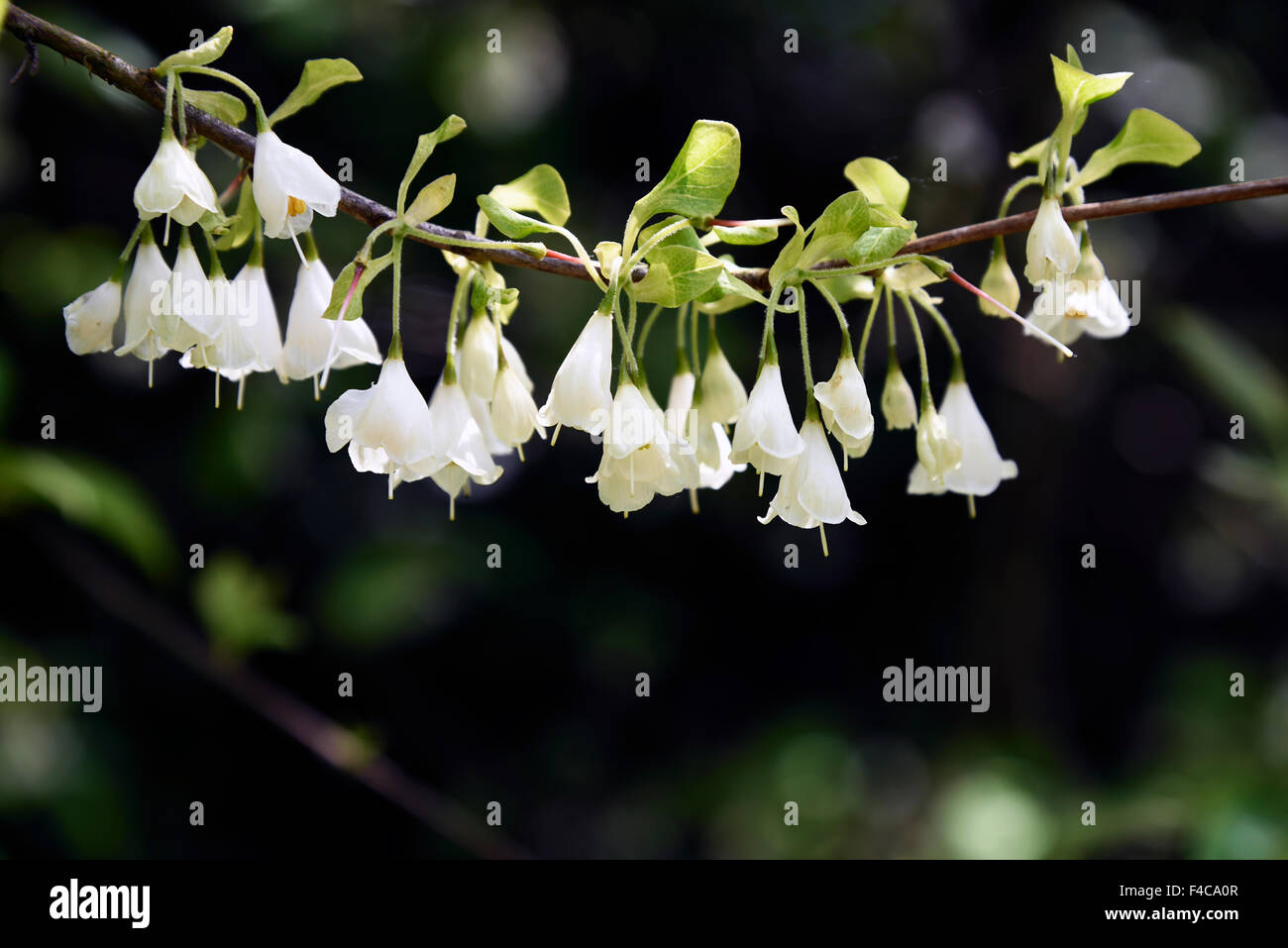 Halesia tetraptera Carolina Silver Bells flowers Stock Photo - Alamy