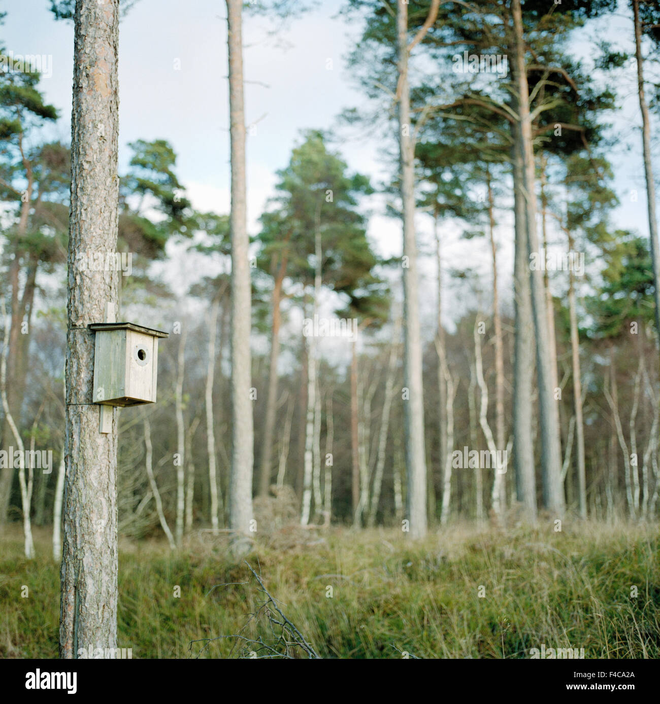 A Nesting Box in a Tree Stock Photo - Alamy