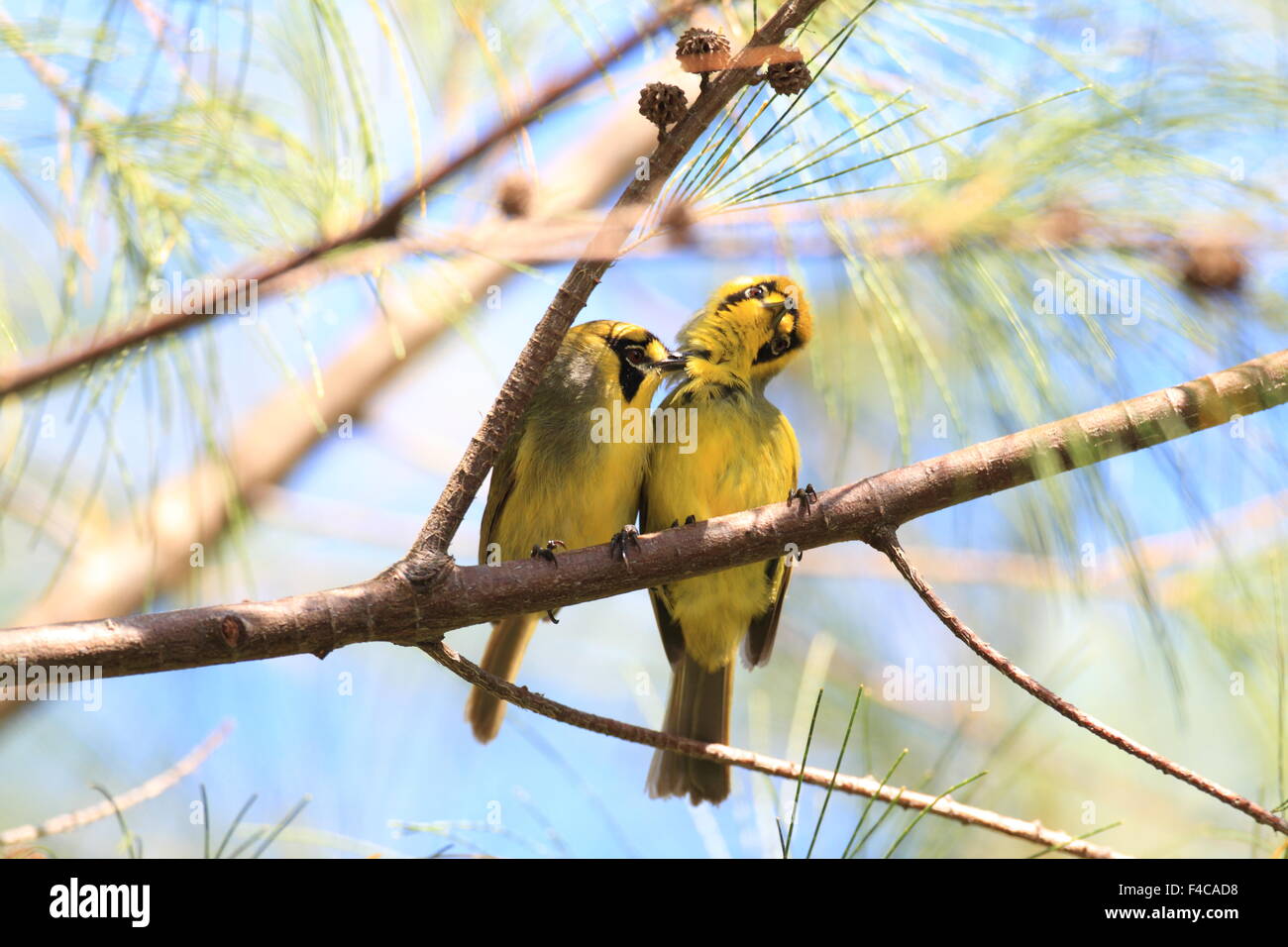 Bonin Honeyeater (Apalopteron familiare) in Ogsawara Island, Japan Stock Photo - Alamy