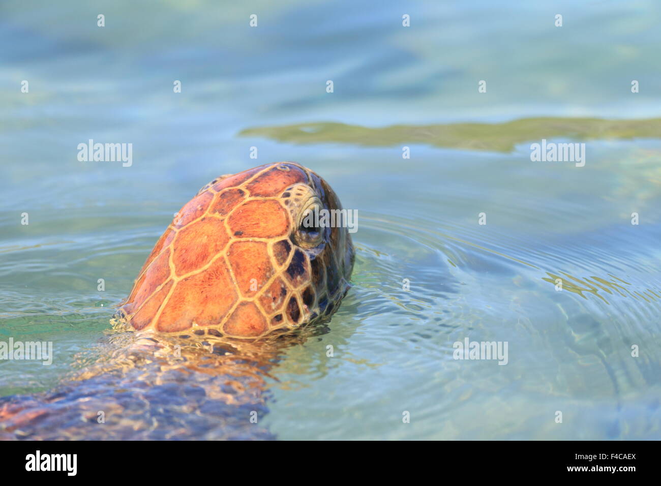 Female green sea turtle hi-res stock photography and images - Alamy