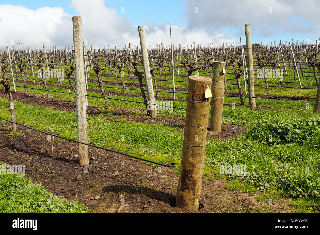 Grapevines which have been recently grafted Stock Photo - Alamy