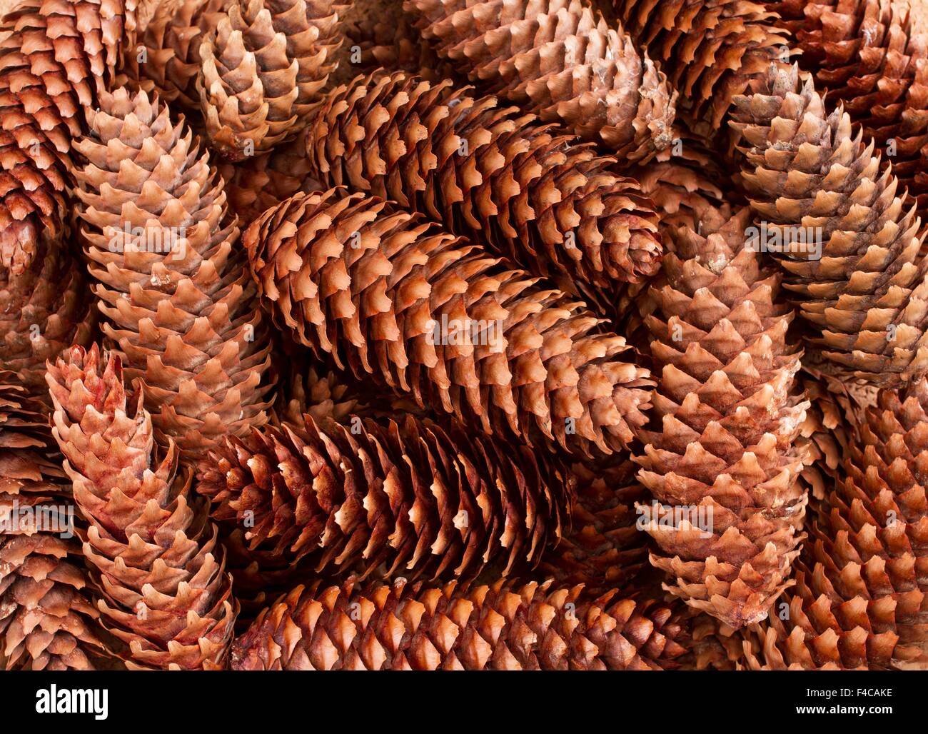 Pine cones background Stock Photo - Alamy