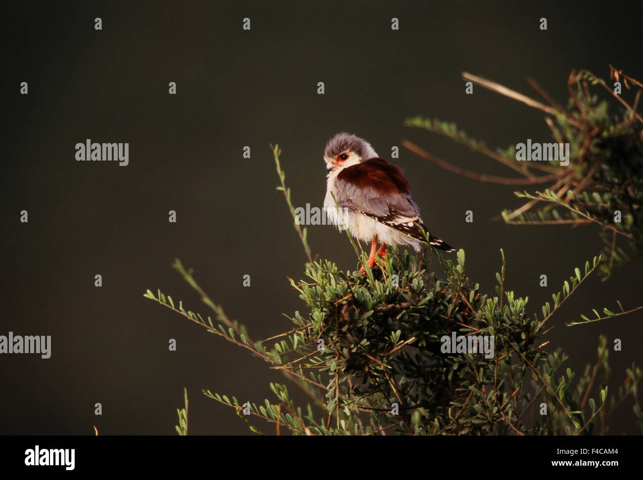 Kenya, Female Pygmy Falcon (Polihierax Semitorquatus) (Large format ...