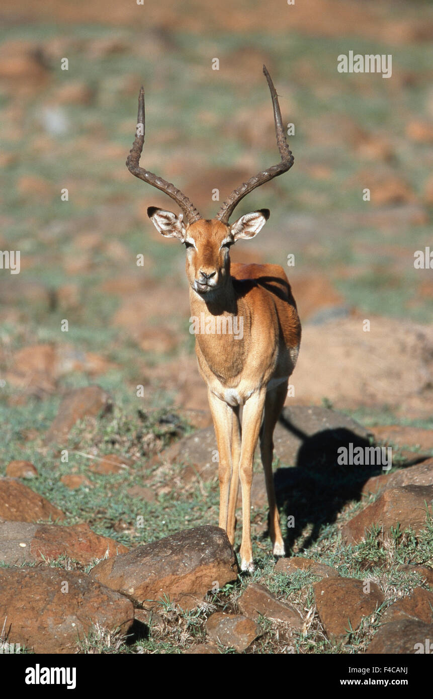 Kenya, Maasai Mara National Reserve, Adult male Impala (Aepyceros ...