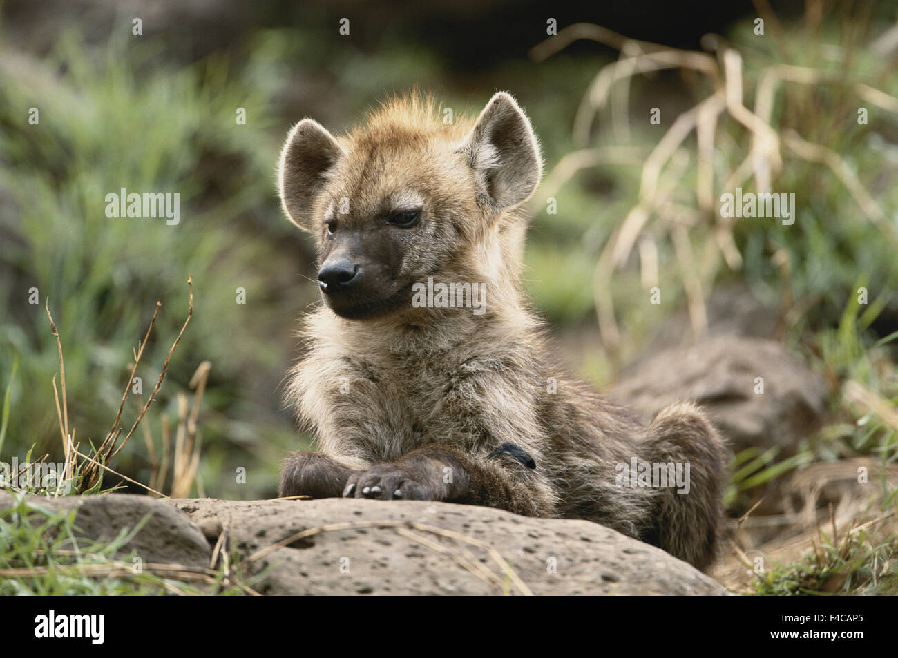 Baby hyena rock hi-res stock photography and images - Alamy
